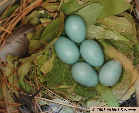 We love Our Bangladesh: Common Myna/Indian Myna(Salik/Shalik Pakhi) is ...