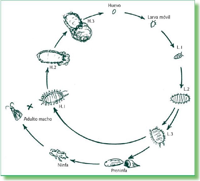 Taxonomía: Categorías Taxonómicas