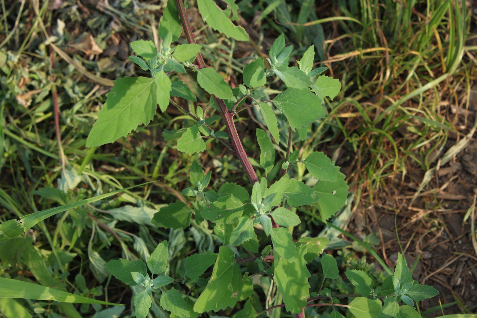 Waltham Fields Community Farm: Notes from the Field: Weeds