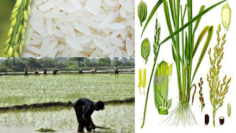 Pakistan's Major Crops ~ The Land OF Hospitality