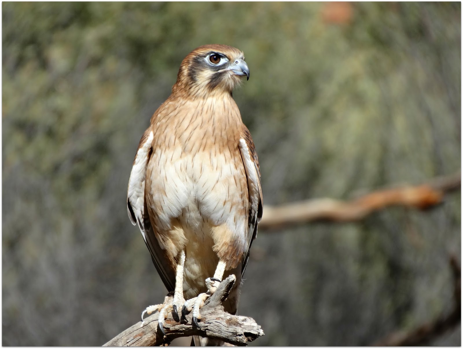 Snap Happy Birding: Brown Falcon