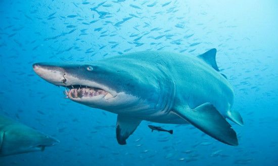 Hiu Mako sedang berburu - Fish Information (INDONESIA)