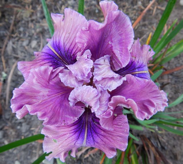 World of Irises: August 2015