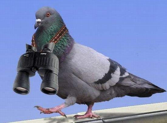 Funny Pigeons Wallpapers 2013 ~ Christmas wallpaper 2013, newyear ...