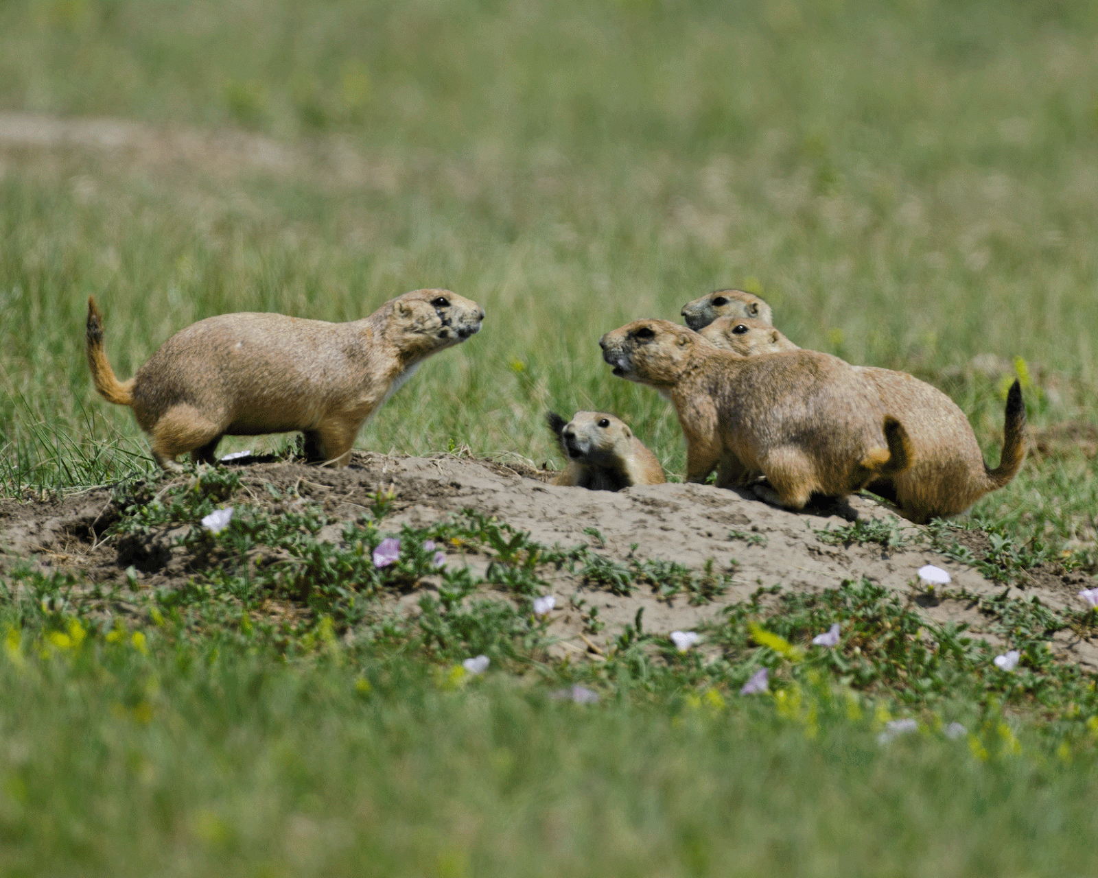 Journeys With Judy: Badlands National Park South Dakota