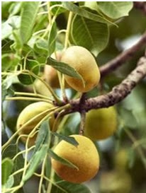 Namibia Reservations: Facts about the Morula Tree-Namibia