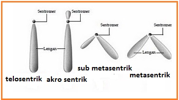 Nur Istiqamah: Materi Genetika -Biologi