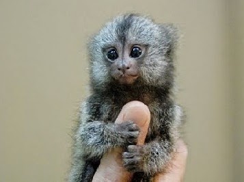 Unique, World's Smallest Monkey, Pygmy Marmoset | Luxyana
