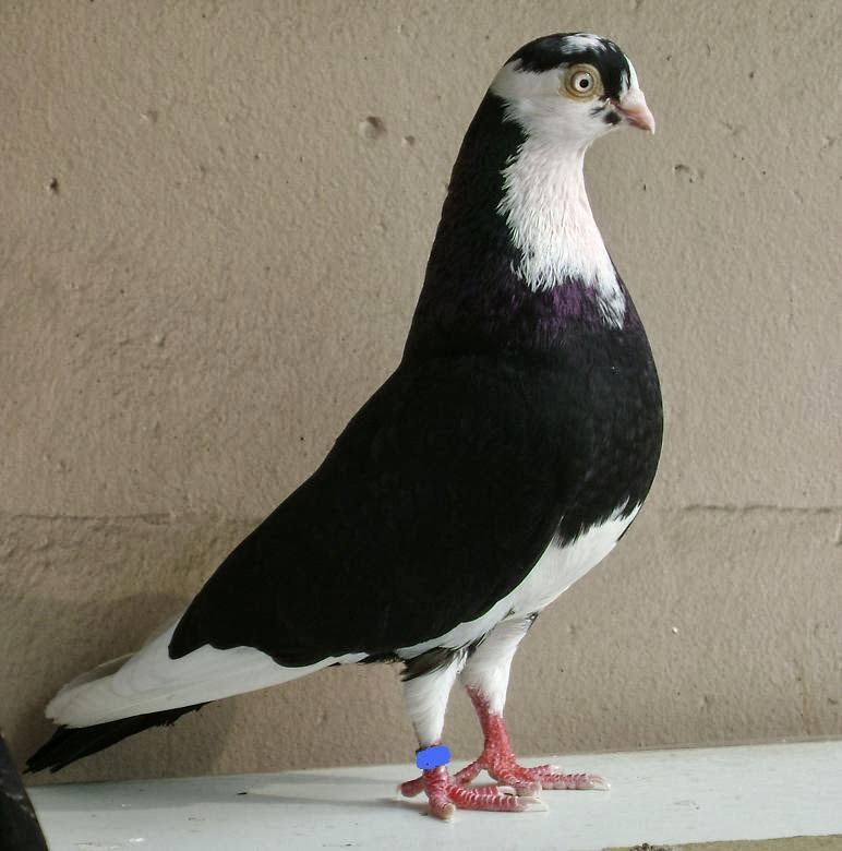 Roller Pigeon - Pets