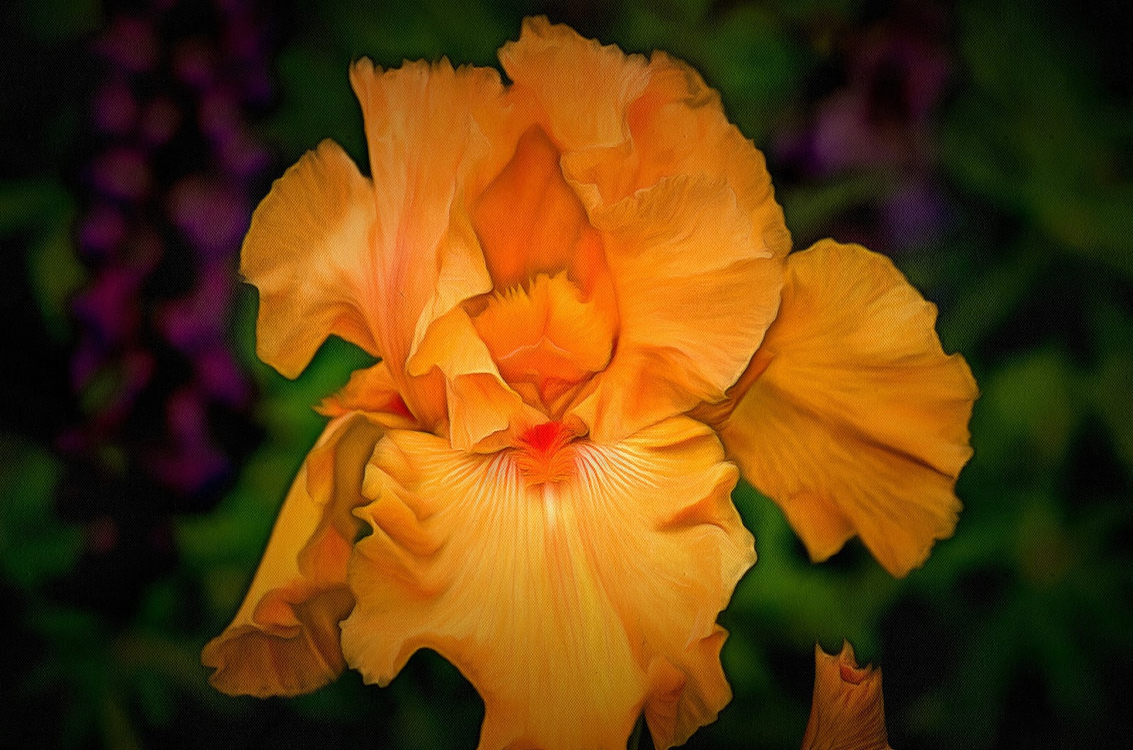 Thom Zehrfeld Photography : Schreiner's Iris Gardens | Three