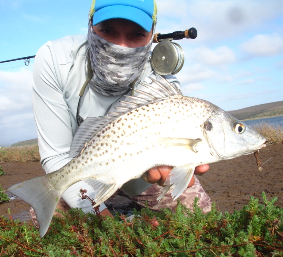 born to fly fish: Recent Grunter