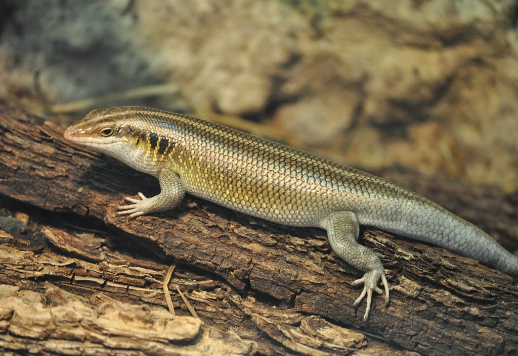 ZOOTOGRAFIANDO (6.096 ANIMALS): MABUYA DE CINCO LÍNEAS / AFRICAN FIVE ...