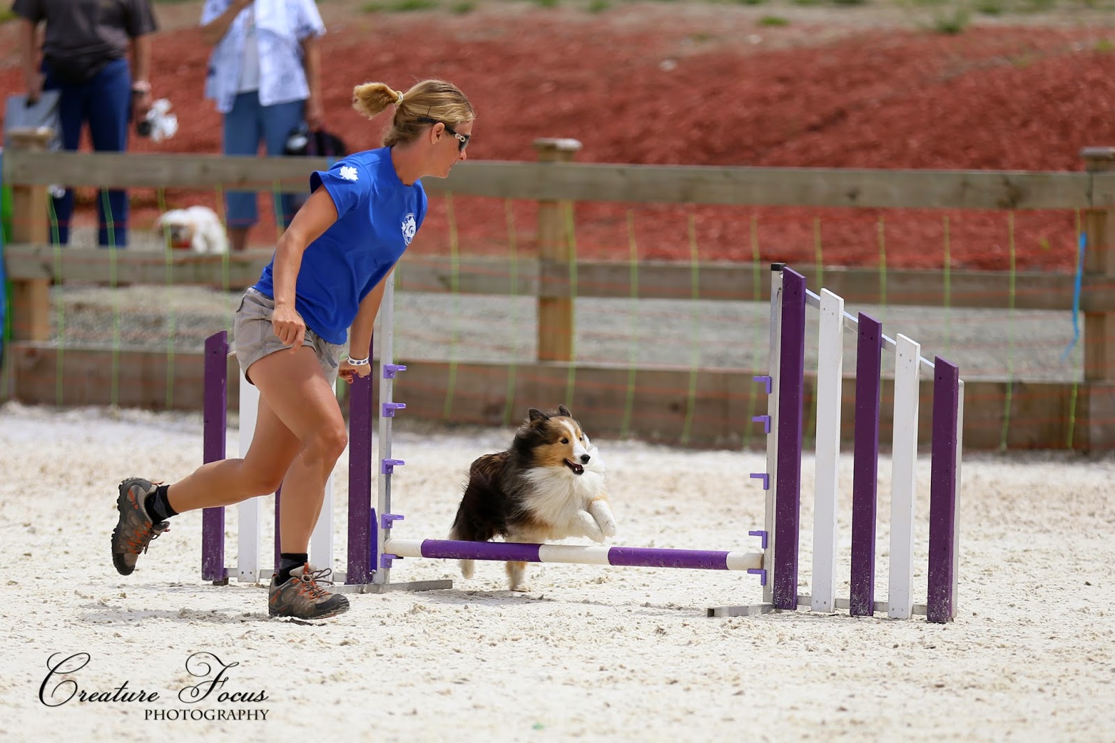 Hyper Hounds Shelties