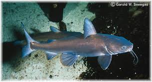 Small Species Study Hard Head Catfish