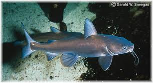 Small Species Study Hard Head Catfish