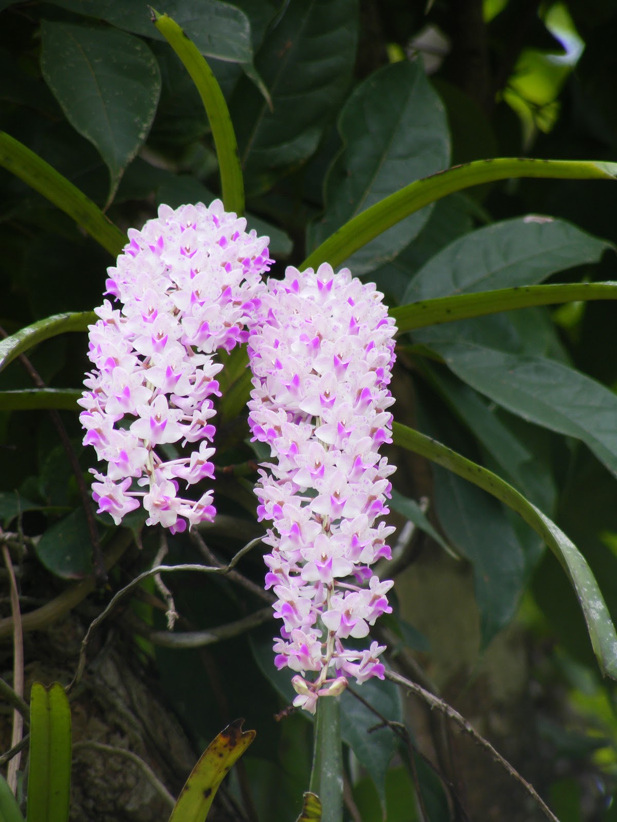 Foxtail Orchids flower wallpaper |hd wallpapers|widescreen desktop ...