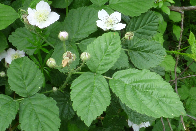 Sierra Sálvada: Rubus caesius