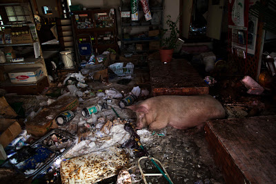 The Wonderful Pig of Knowledge!: Pigs in Japan's Radiation-Exclusion Zone