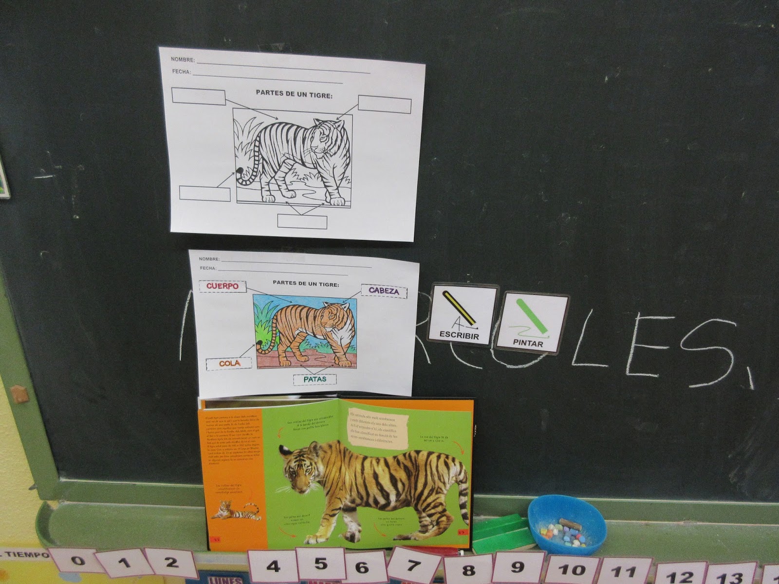 Trabajando con personitas: ¿Cuáles son las partes del TIGRE?