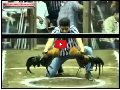 show PEOPLE ARE AWESOME! 2016: Cockfighting Derby 2015 World Slasher ...