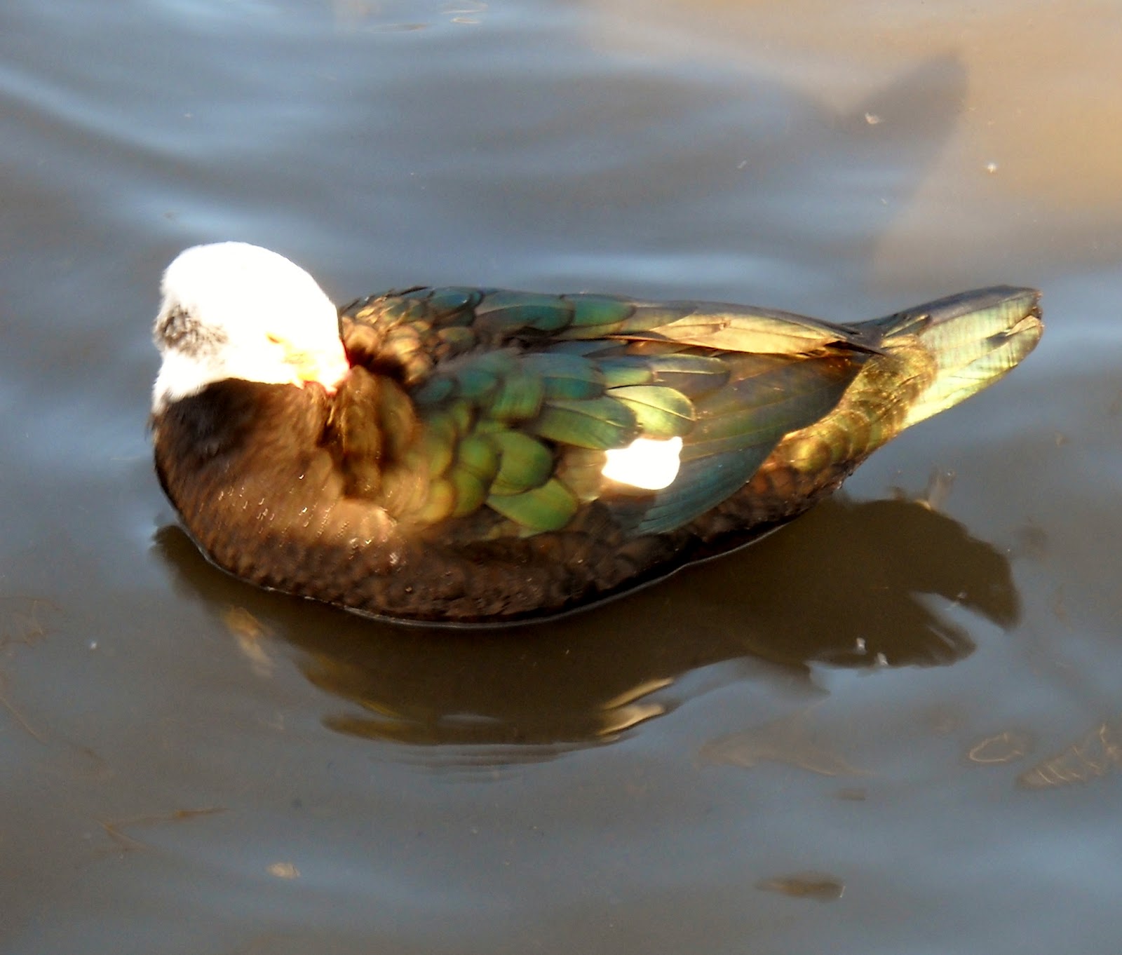 White Rock Lake, Dallas, Texas: The Ducks and Waterfowl of White Rock Lake