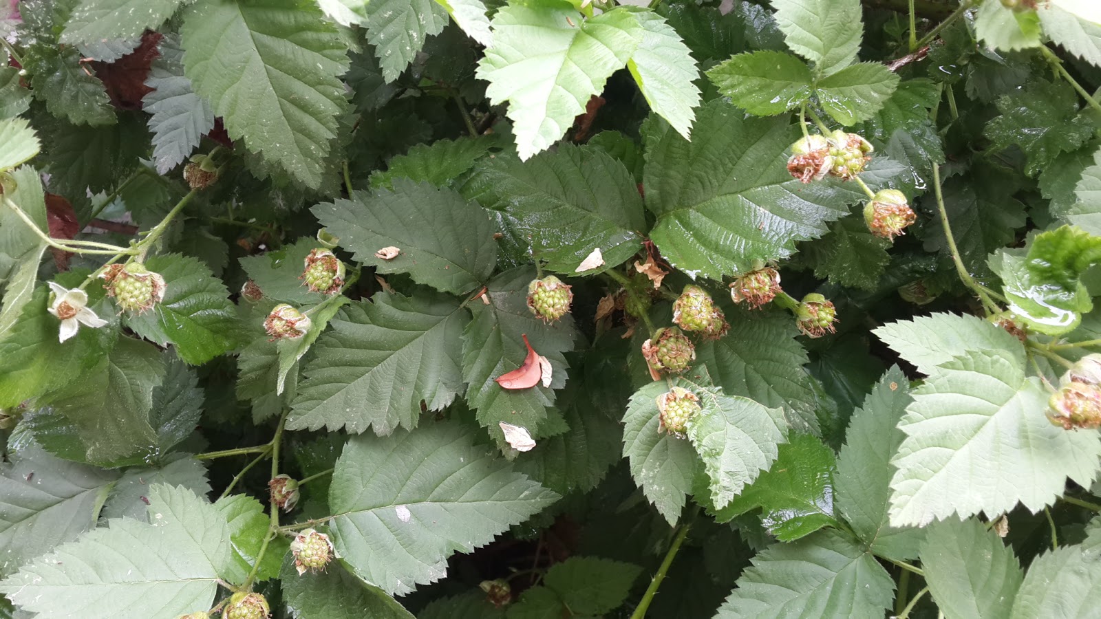 Jacot's Garden: Youngberry/Booysenberry/Blackberry