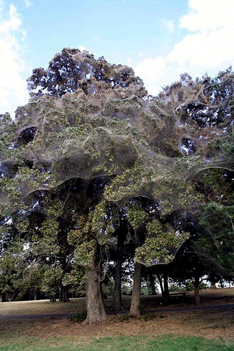 Biggest Spider Web in the World - PICXACT - "Amazing Findings imageblog"