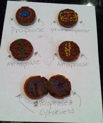 True North: Our Canadian Homeschool: Mitosis Cookies - Science 9