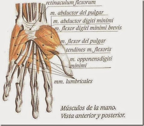 Morfo-fisiología 1: MIEMBRO SUPERIOR