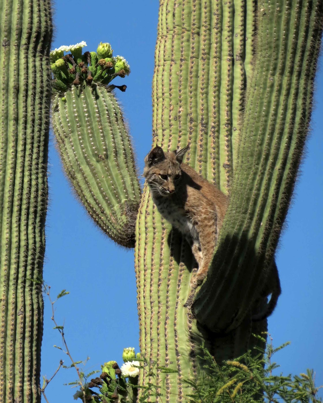 Bobcat | Desert Colors