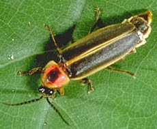 ACCA Waterproofing and Pest Control