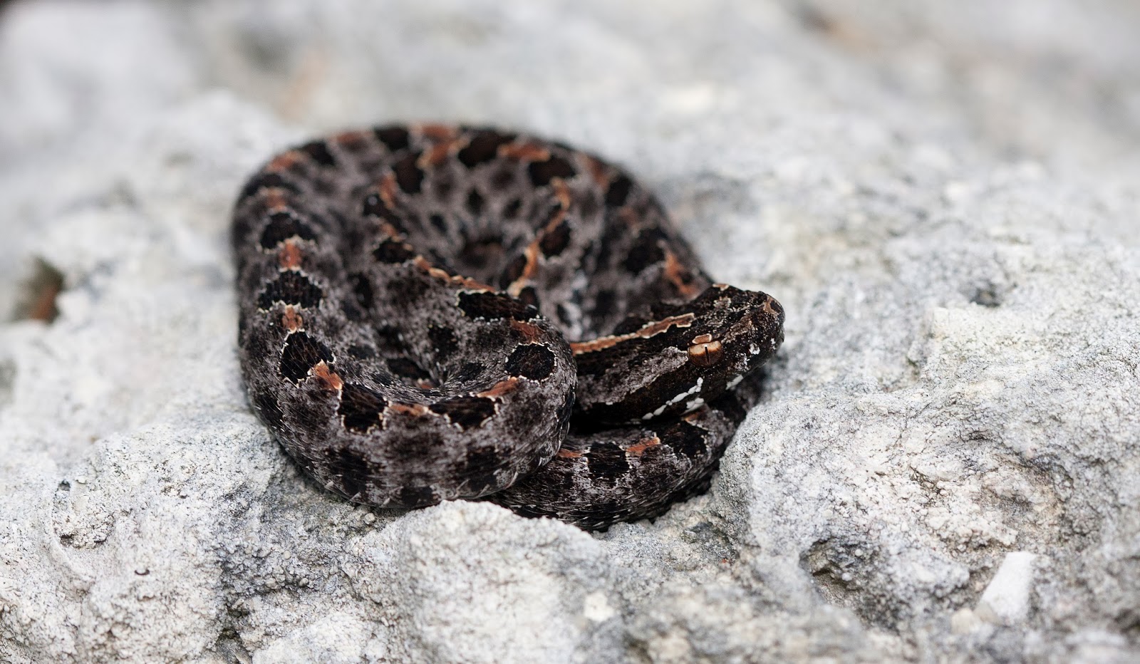 Salamander-Shmalamander: 2013