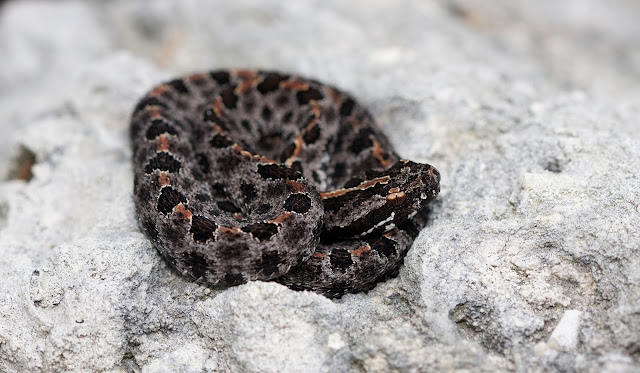 Salamander-Shmalamander: 2013