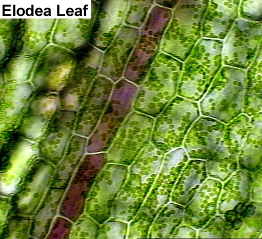 BIOLOJOY THE CELL BIOLOJOY THE CELL