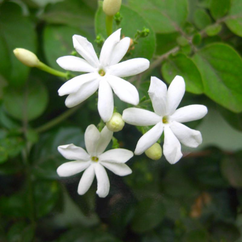 shiatoshi: Jasmine/ jui: Description, Growing tips and its Uses
