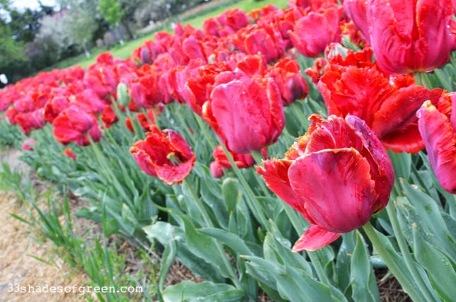33 Shades of Green: A Walk Through the Tulips
