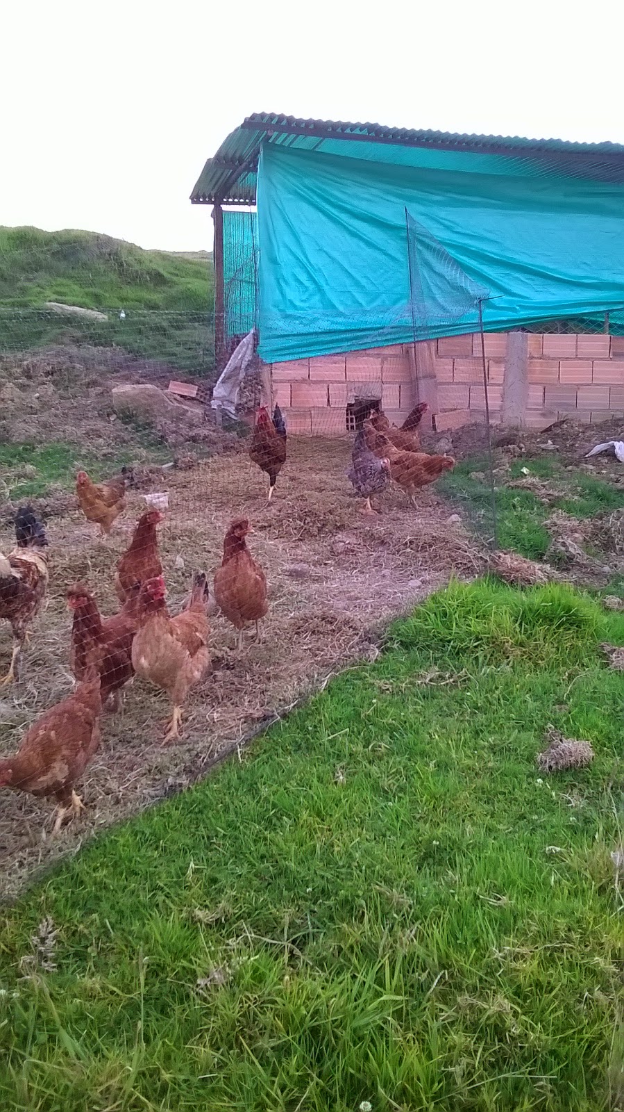 POLLO CAMPESINO AUTOCTONO ANDINO: BIENVENIDA