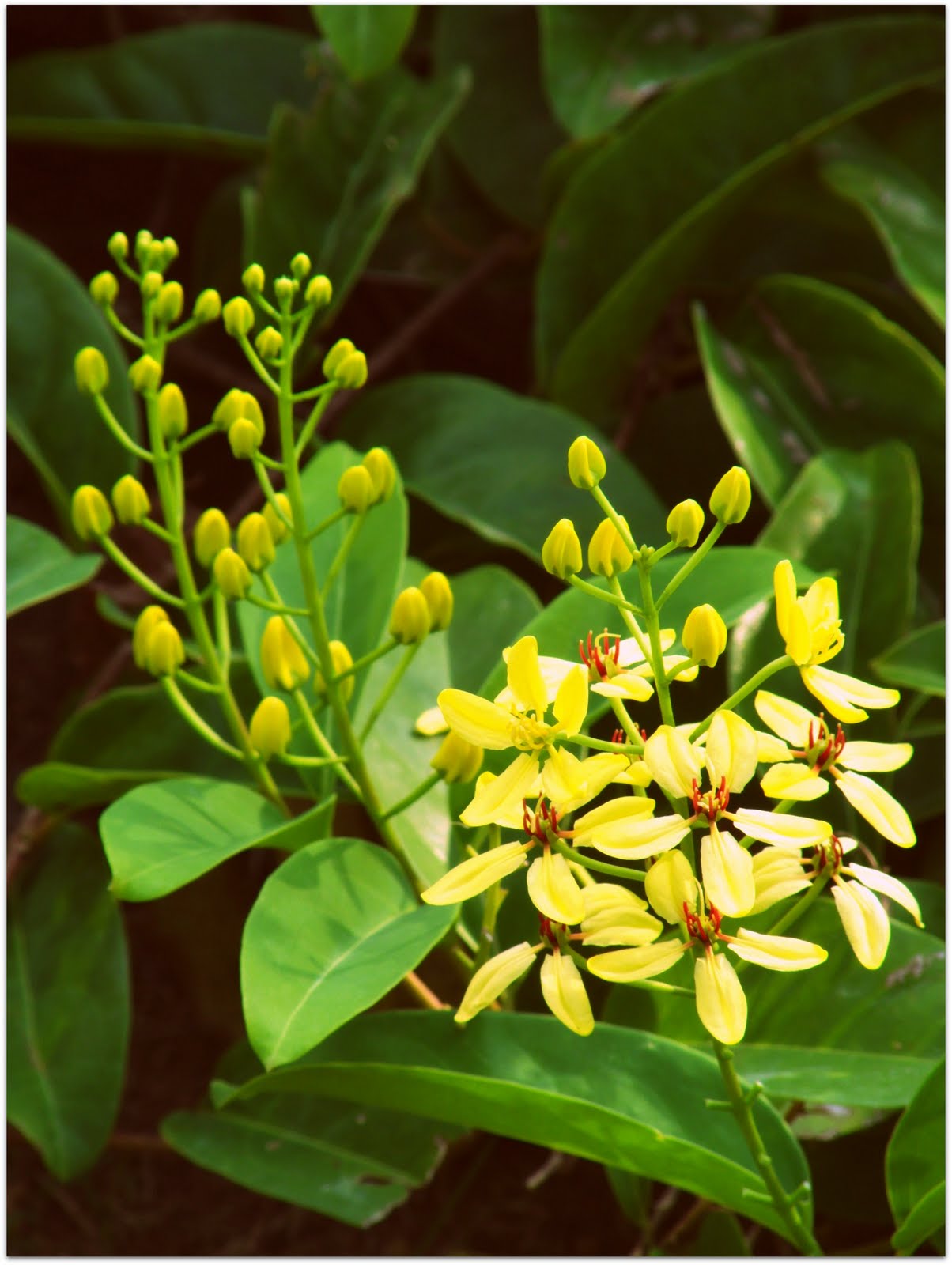 RIMA DANIA: Taman 1000 Bunga Melaka