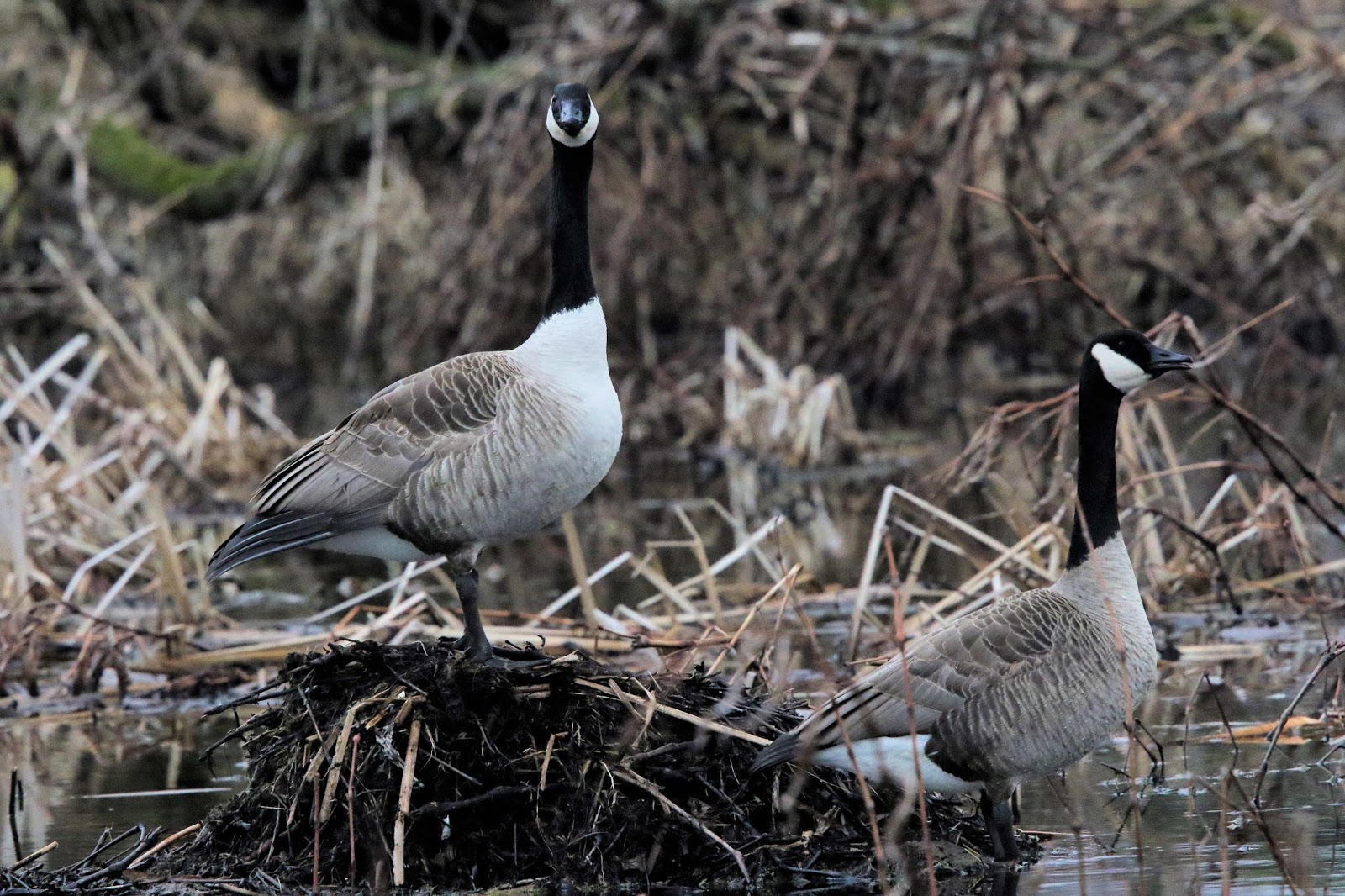 Birds from Behind : A Dark and Dreary Day...and damp...and drizzly ...