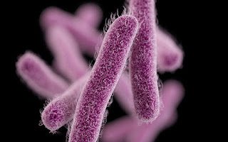 Shigella - Shigelosis ~ MEDICINA CLÍNICA Y QUIRÚRGICA