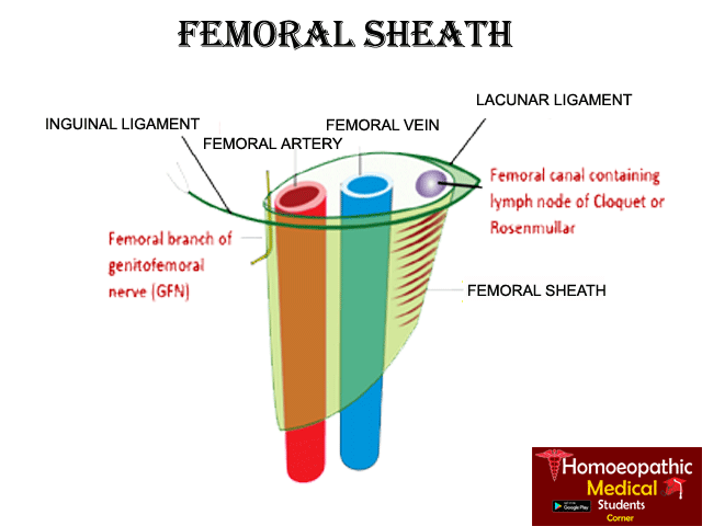 FEMORAL TRIANGLE: