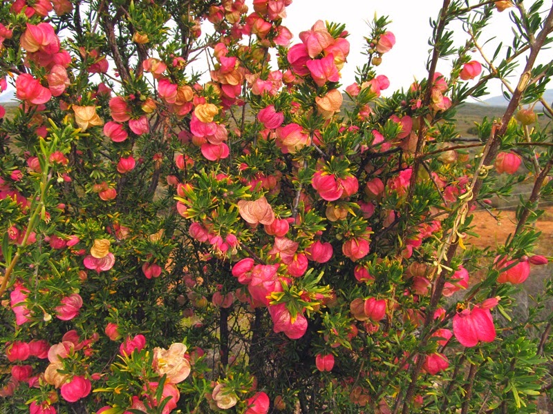 Die pad met kamera en pen: Klapperbos