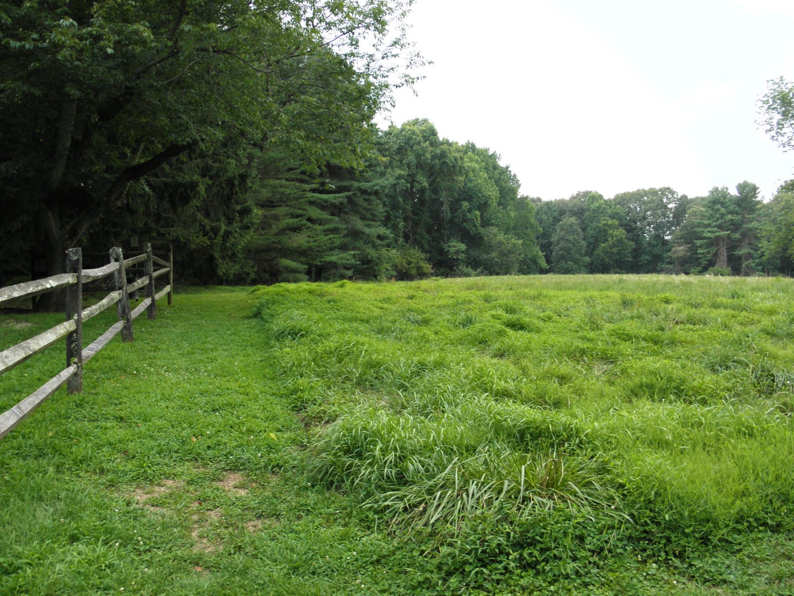 A Pennsylvania Meadow