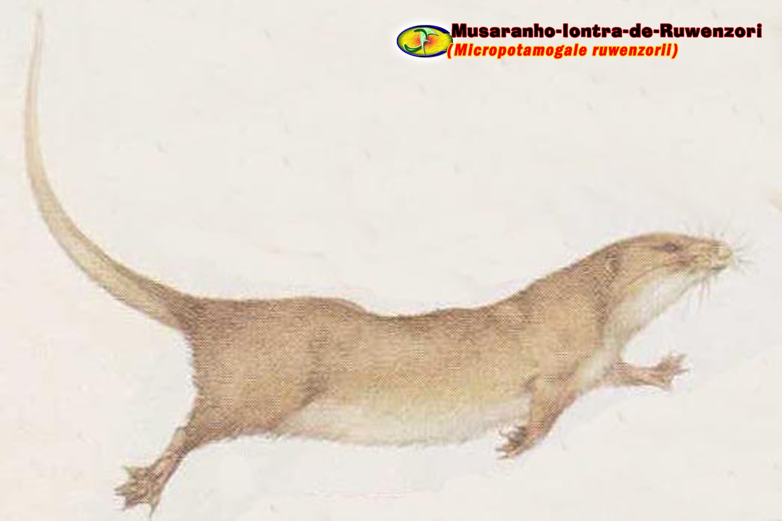 Mamíferos: Musaranho-lontra-de-Ruwenzori (Micropotamogale ruwenzorii)