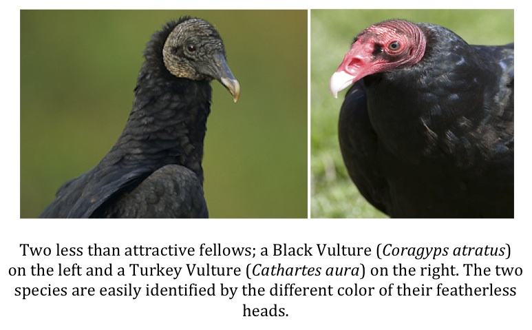 Texas Cryptid Hunter: The Killer Vultures of Bell County