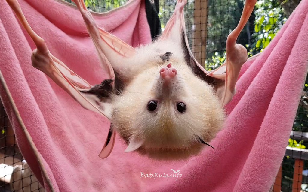 Tal'ngai Dha'run | Megabat | Leucistic Grey-headed (Flying-fox) (Fruit ...