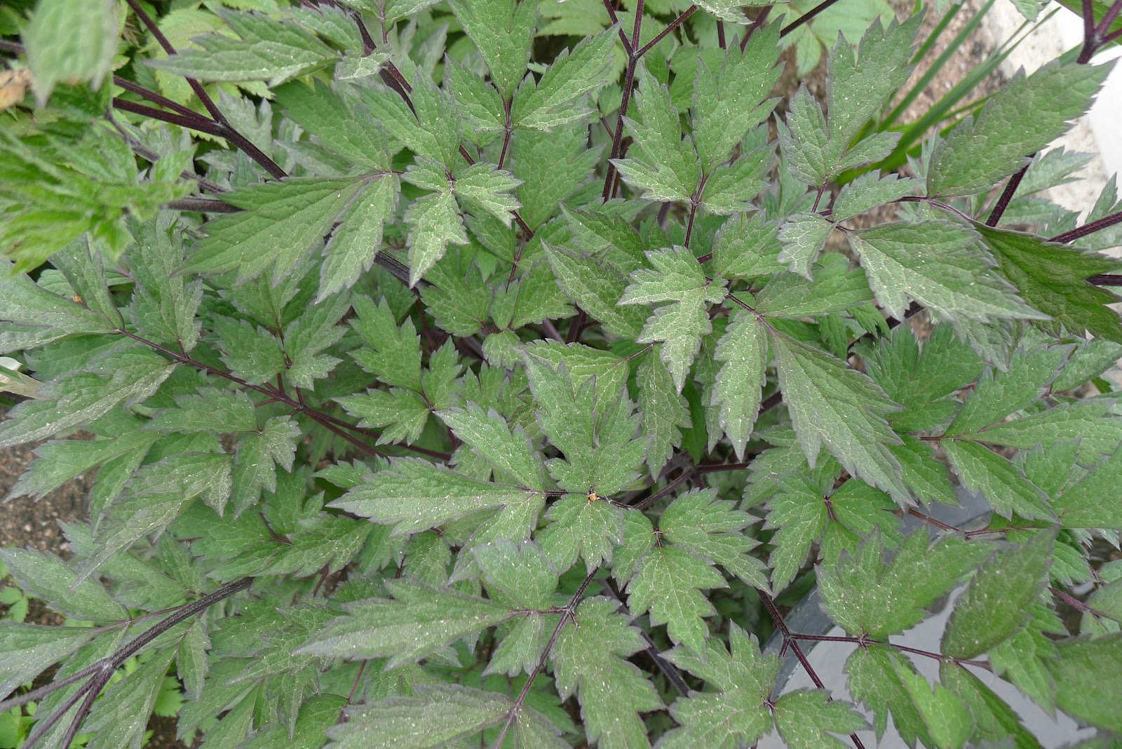 Dalkullans Trädgård: Därför gillar jag bladväxter så mycket