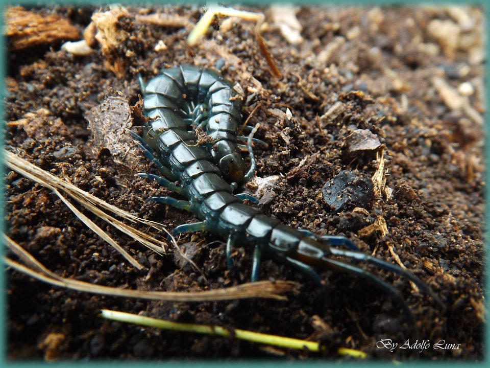 La Ruta del Bichólogo