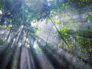 Pengertian Hutan Hujan Tropis