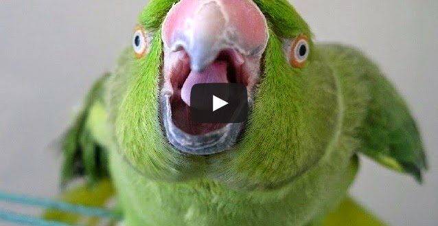 We Heart Parrots: Top 5 Most Insane & Funny Parrots In The World
